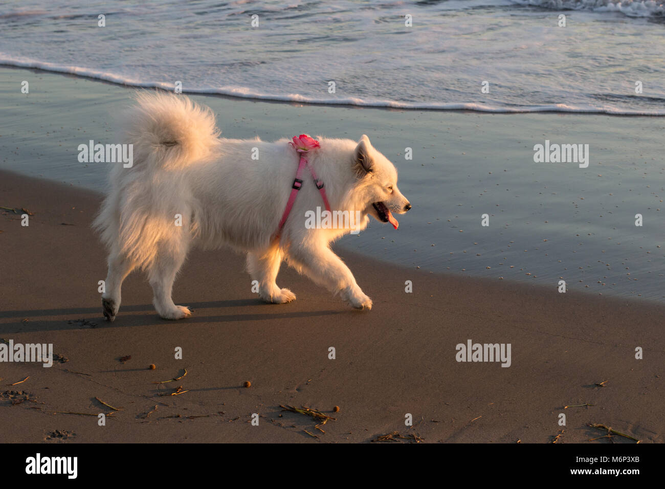 Samoyed dog on the beach Stock Photo - Alamy