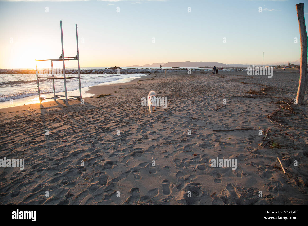 Samoyed dog on the beach Stock Photo - Alamy