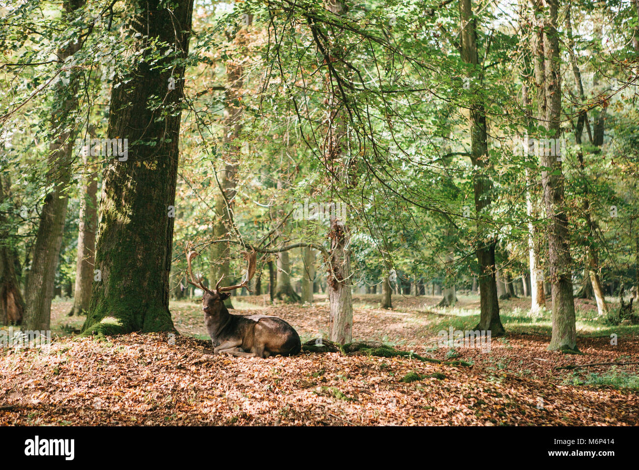 Wild deer in the forest. Natural habitat Stock Photo - Alamy