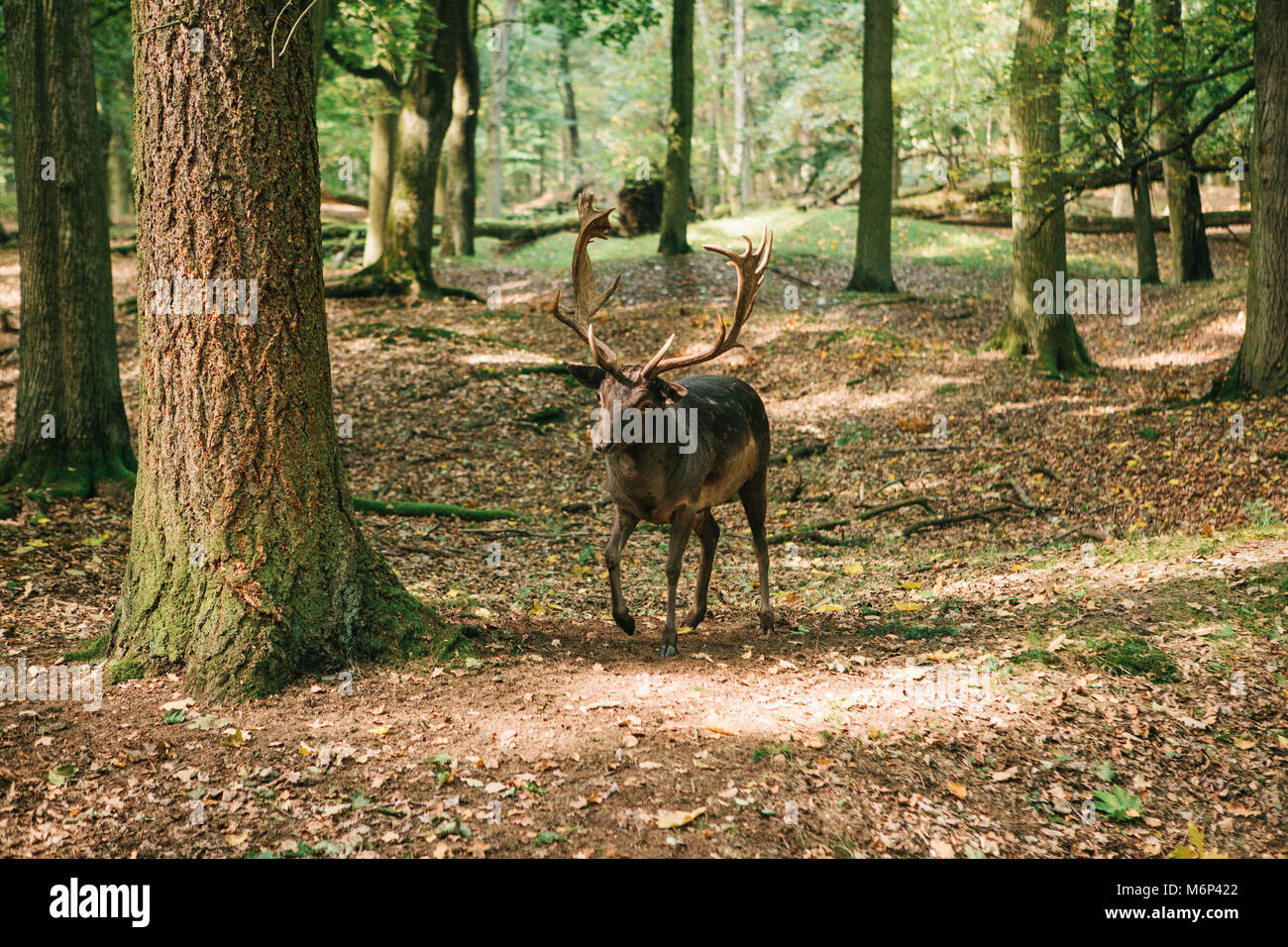 Wild deer in the forest. Natural habitat. Animal Stock Photo - Alamy