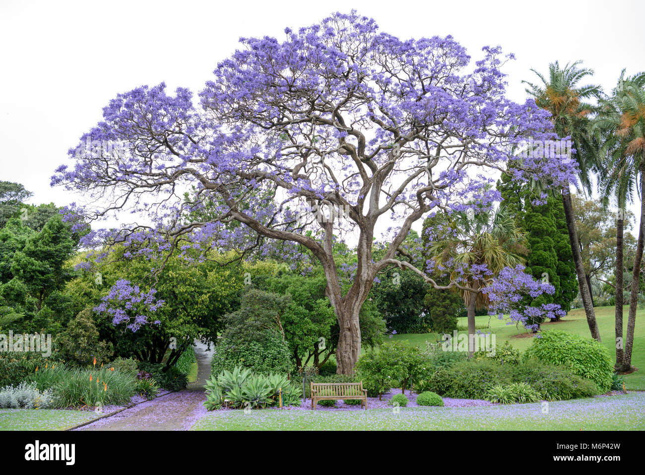 Beautiful Jacaranda tree in full bloom with petals falling gathering ...