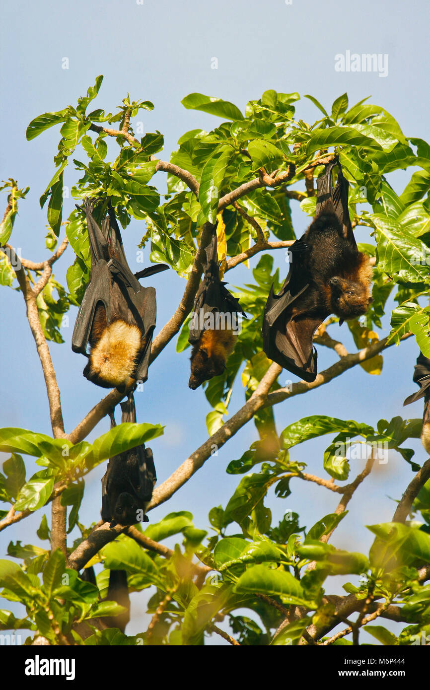 Large flying fox, Pteropus tonganus. Ha'apai islands. Tonga. Polynesia ...