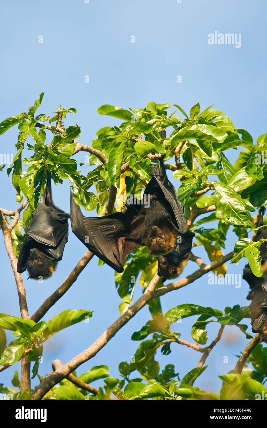 Large flying fox, Pteropus tonganus. Ha'apai islands. Tonga. Polynesia ...