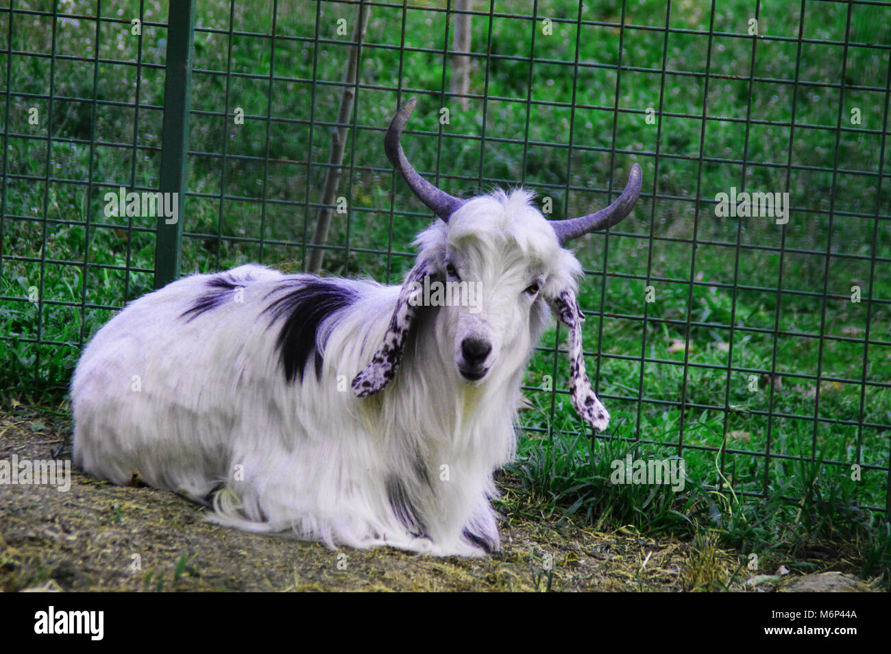 White sheep hi-res stock photography and images - Alamy