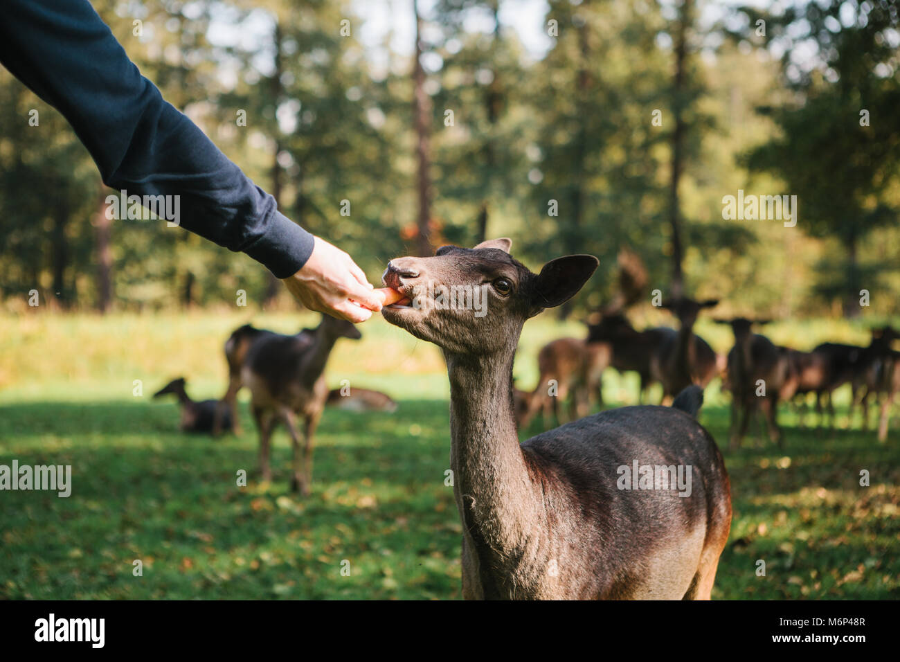 A volunteer feeds a wild deer in the forest. Caring for animals Stock ...