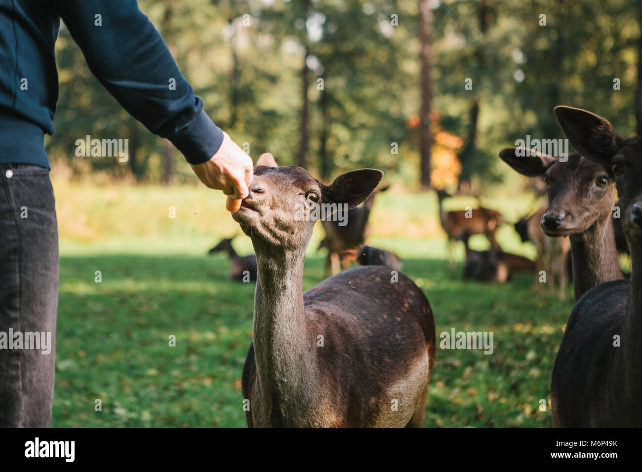Hand feeding deer animals in wild hi-res stock photography and images ...