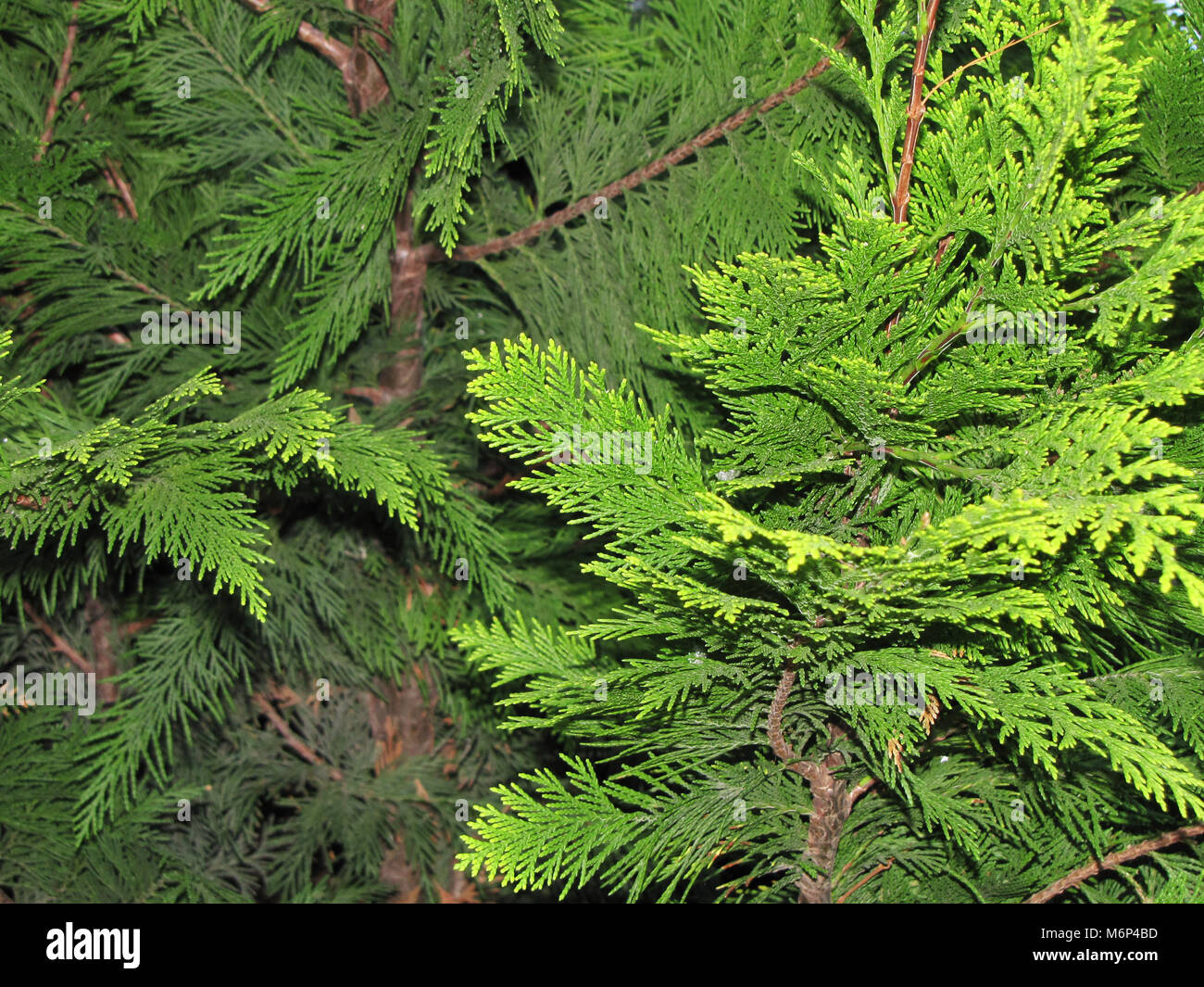 thuya. Green arborvitae branch has big plans Stock Photo - Alamy