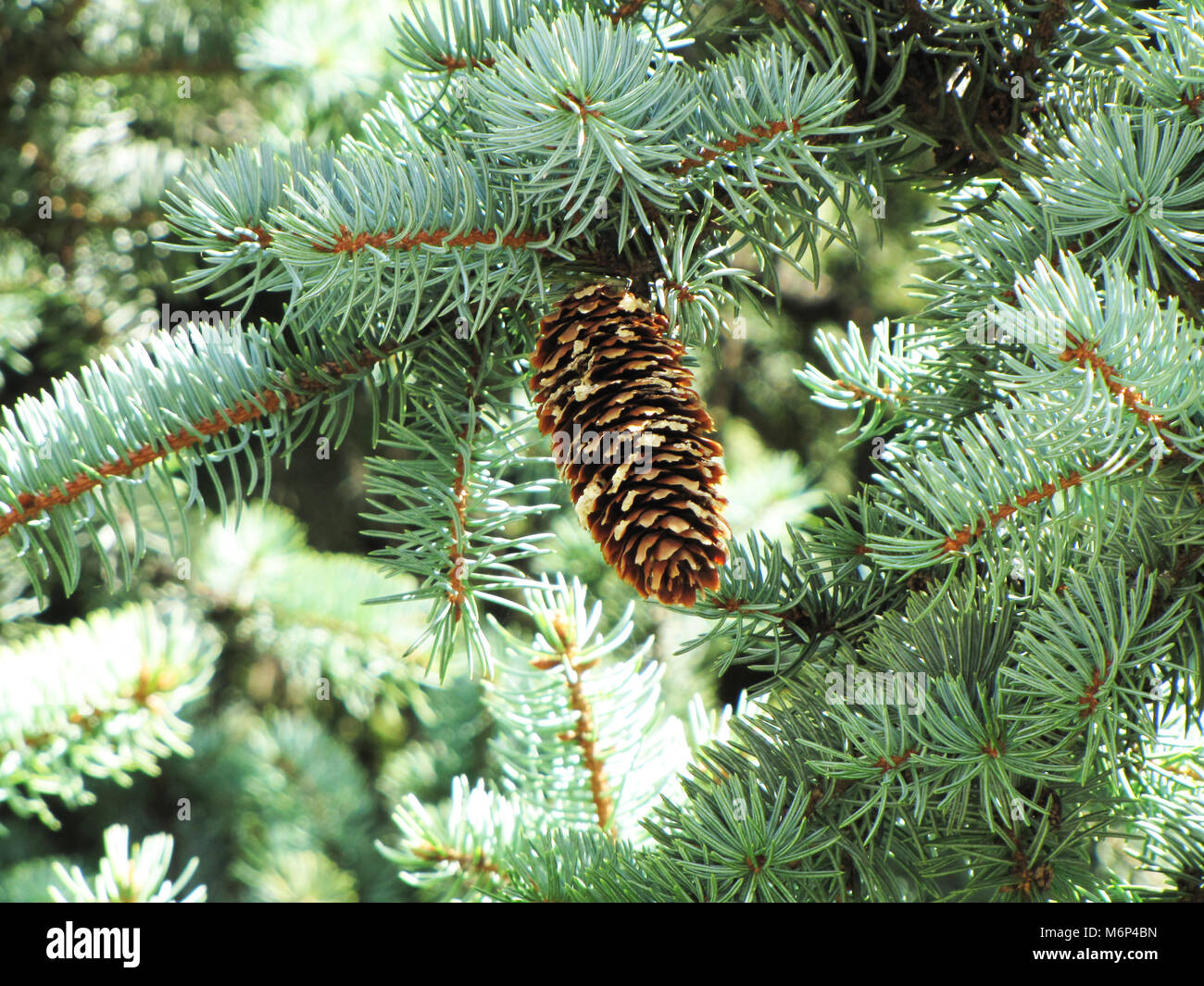 bump on the Christmas tree on a clear sunny day Stock Photo - Alamy