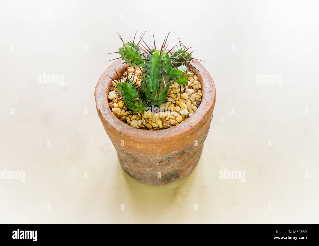 Euphorbia in pot hi-res stock photography and images - Alamy
