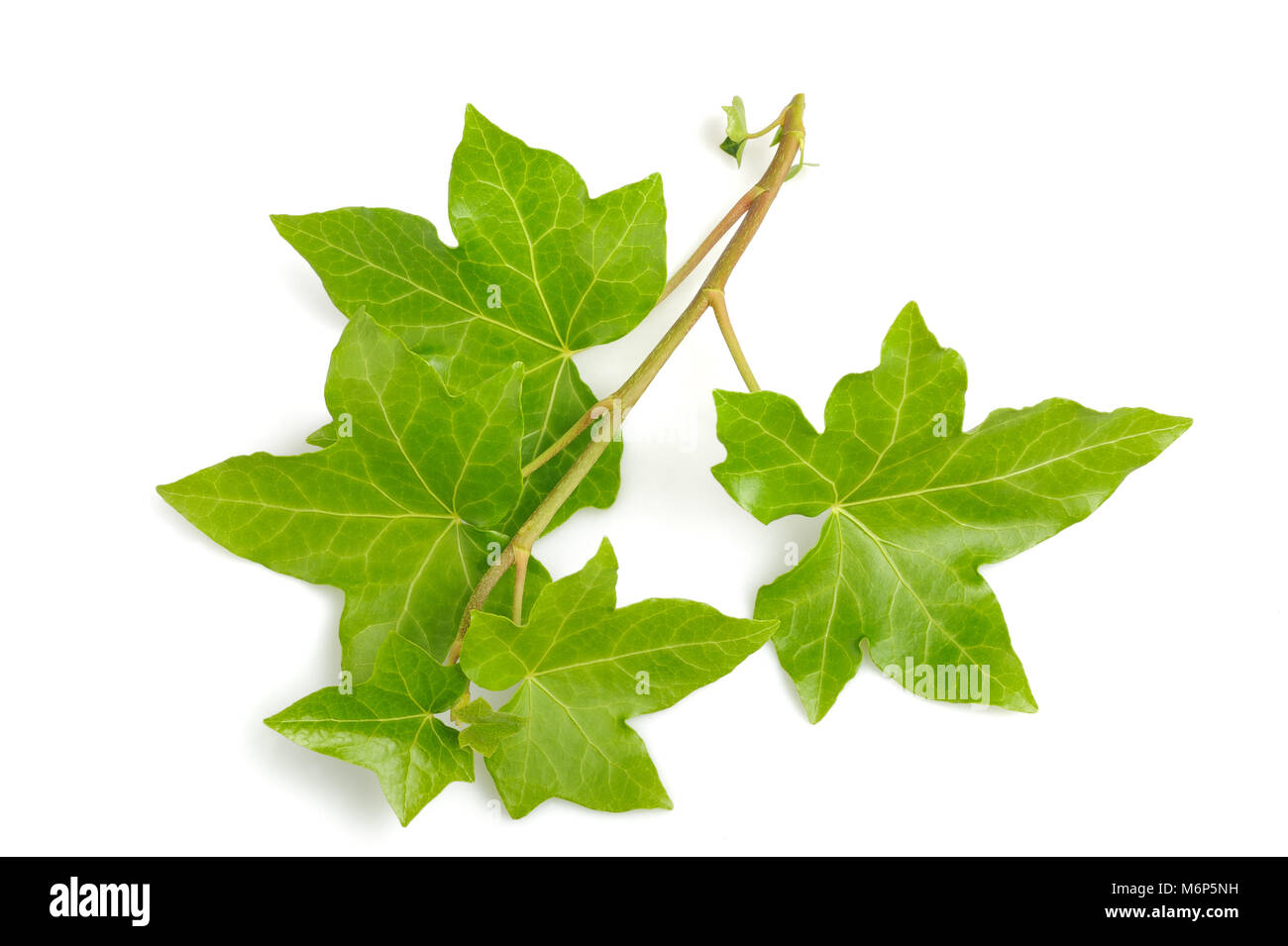 Ivy branch isolated on white background Stock Photo - Alamy