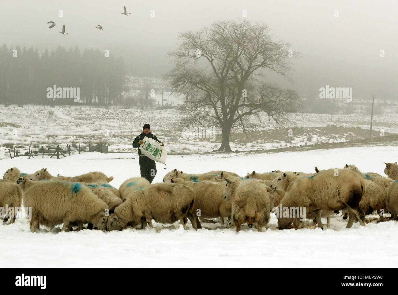Farmer peter laidlaw hi-res stock photography and images - Alamy