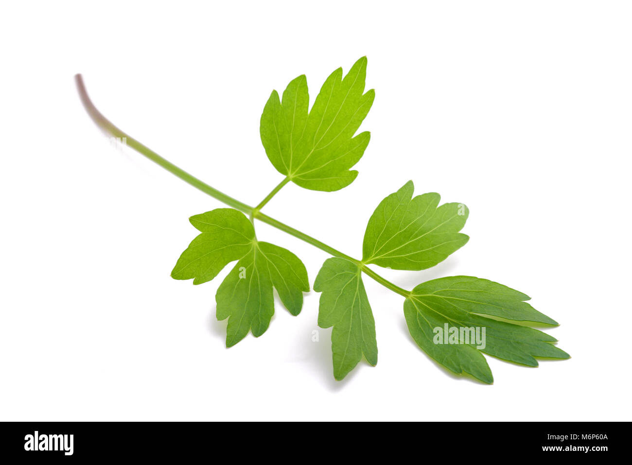 Fresh lovage twig (Levisticum officinale) isolated on white background ...