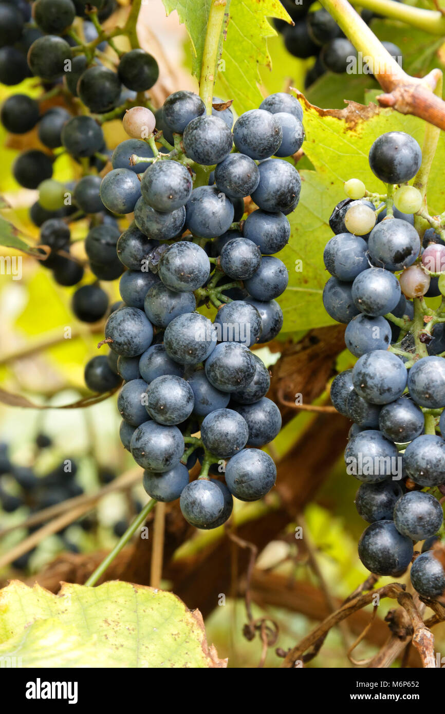 Ripe grapes for red wine. One of the world most recognized grape ...