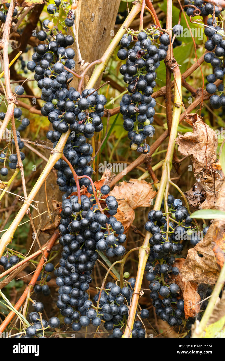 Ripe grapes for red wine. One of the world most recognized grape ...