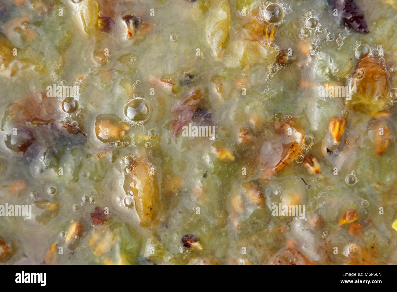 Home winemaking. Fermentation of grape must for wine Stock Photo - Alamy