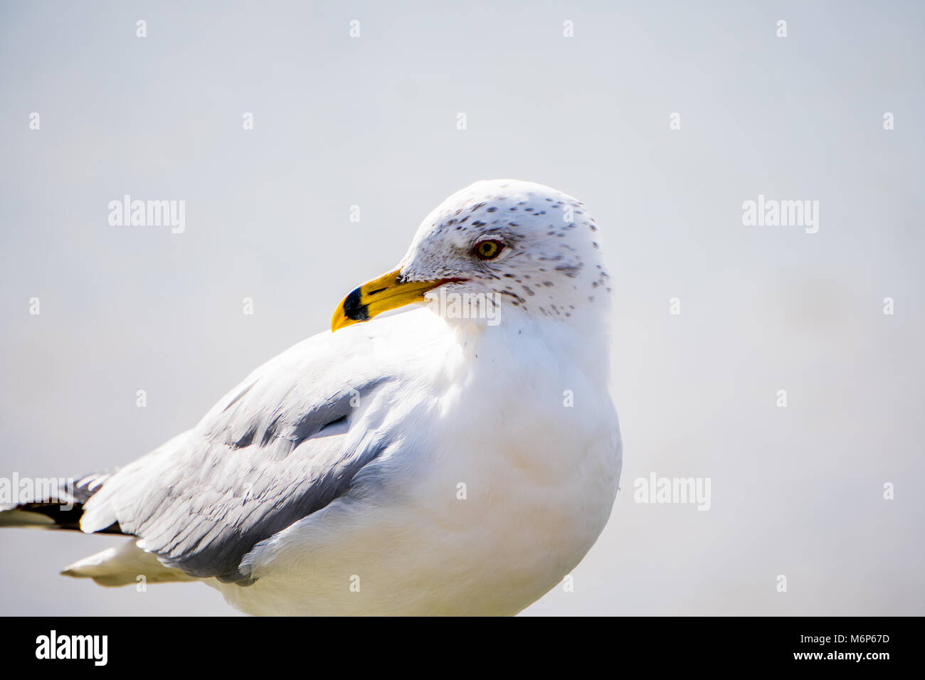 Seagull bird standing on a pier by the water side. White and grey ...