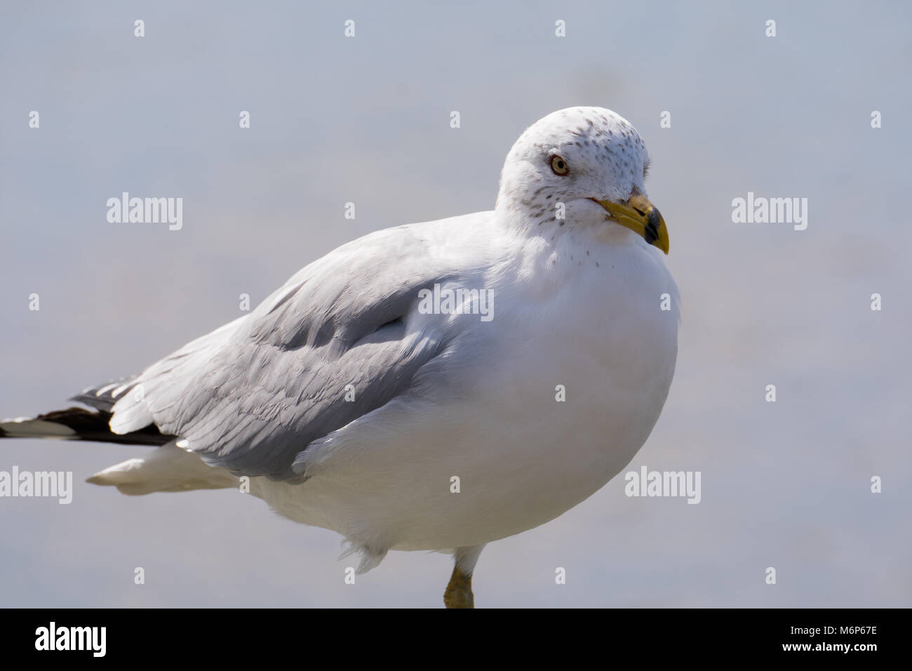 Seagull bird standing on a pier by the water side. White and grey ...