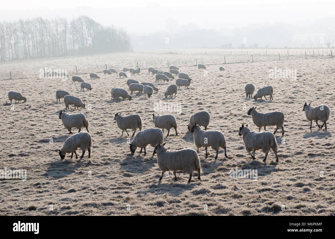 Sheep grazing frosty Windmill Hill, a Neolithic causewayed enclosure ...