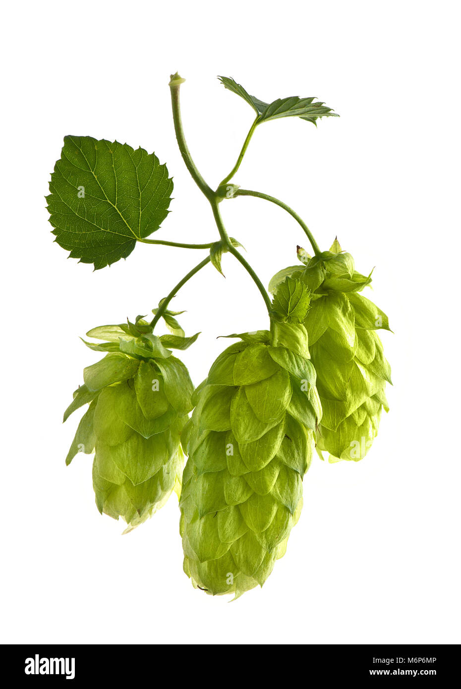 Hop Cones Isolated on the White Background Stock Photo - Alamy