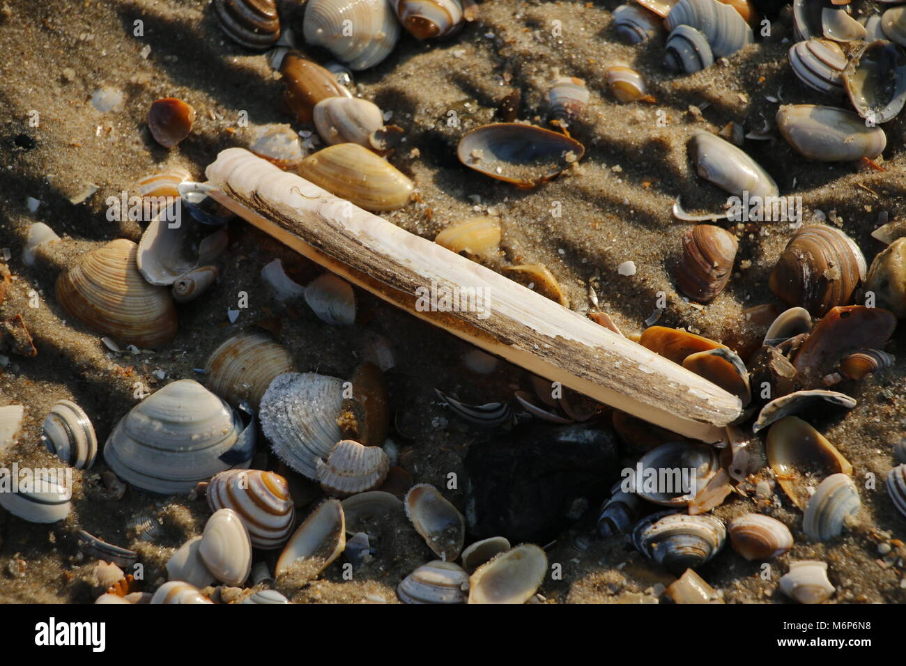 Seashells at the beach Stock Photo - Alamy