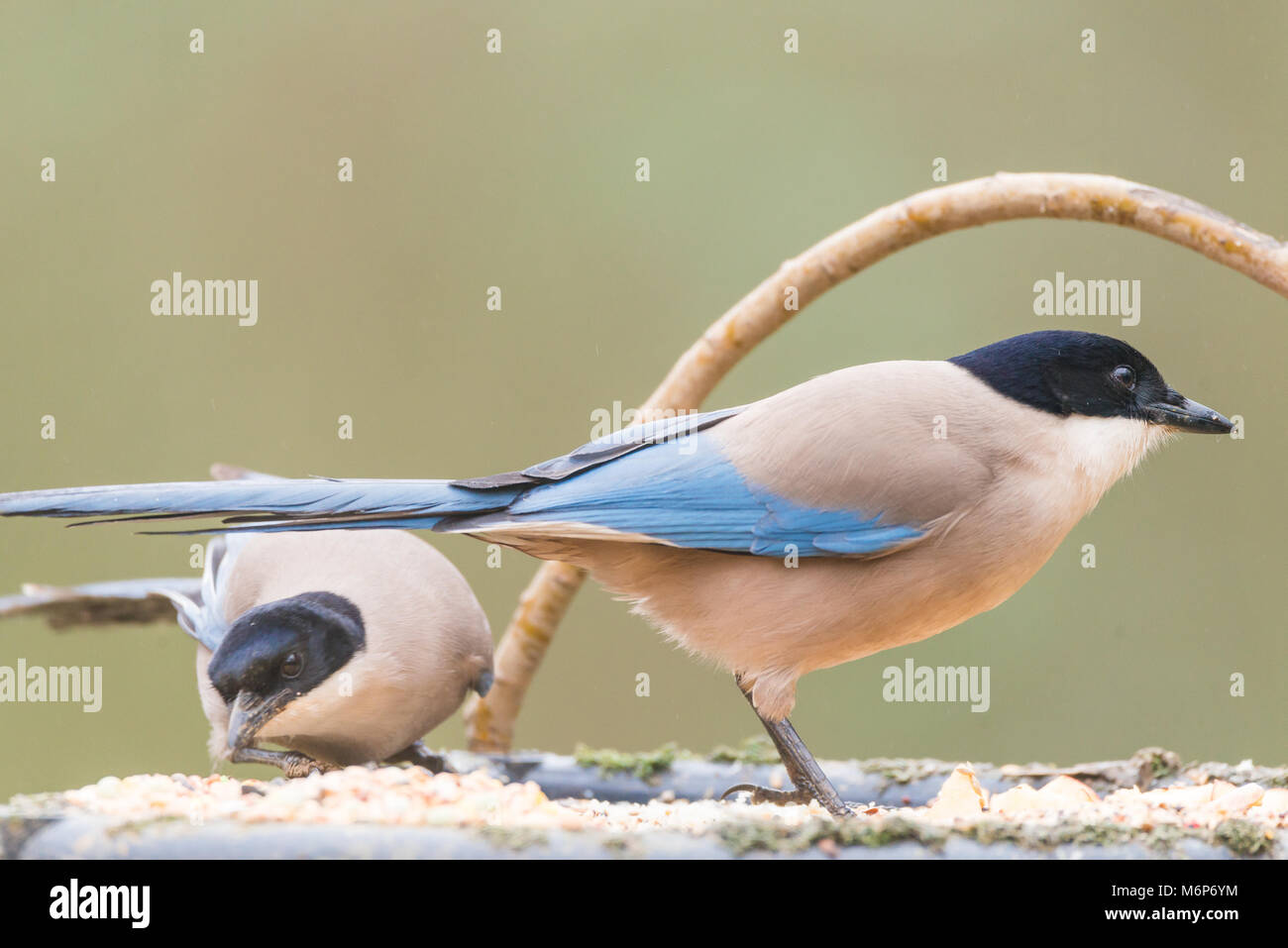 Azure-winged Magpie or Cyanopica cyanus with copy space for text Stock ...