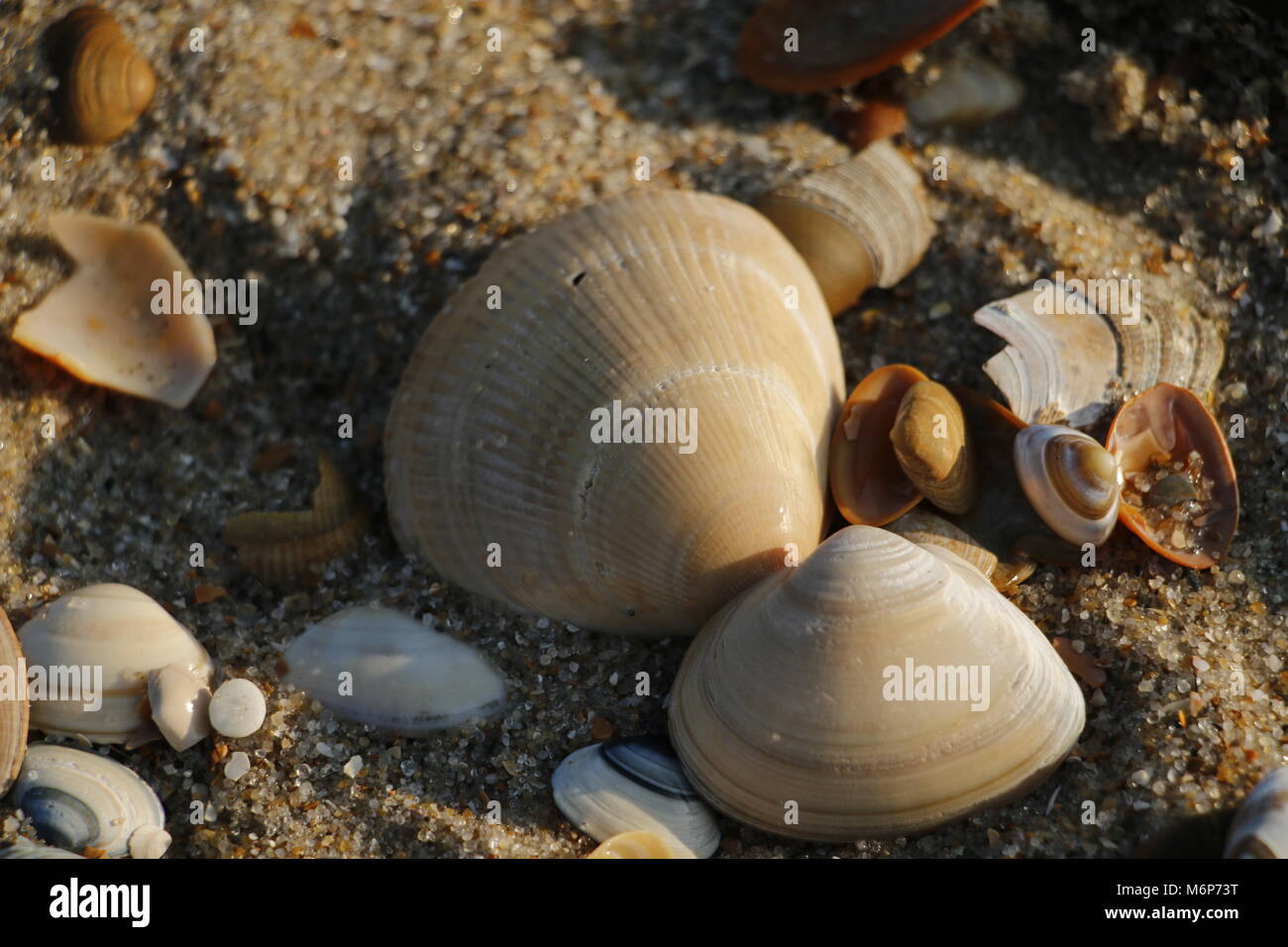 Seashells at the beach Stock Photo - Alamy