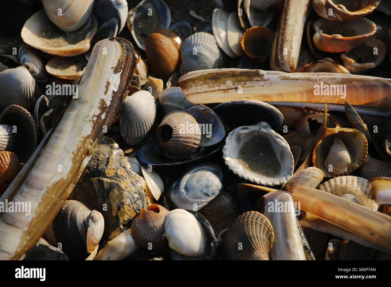Seashells at the beach Stock Photo - Alamy