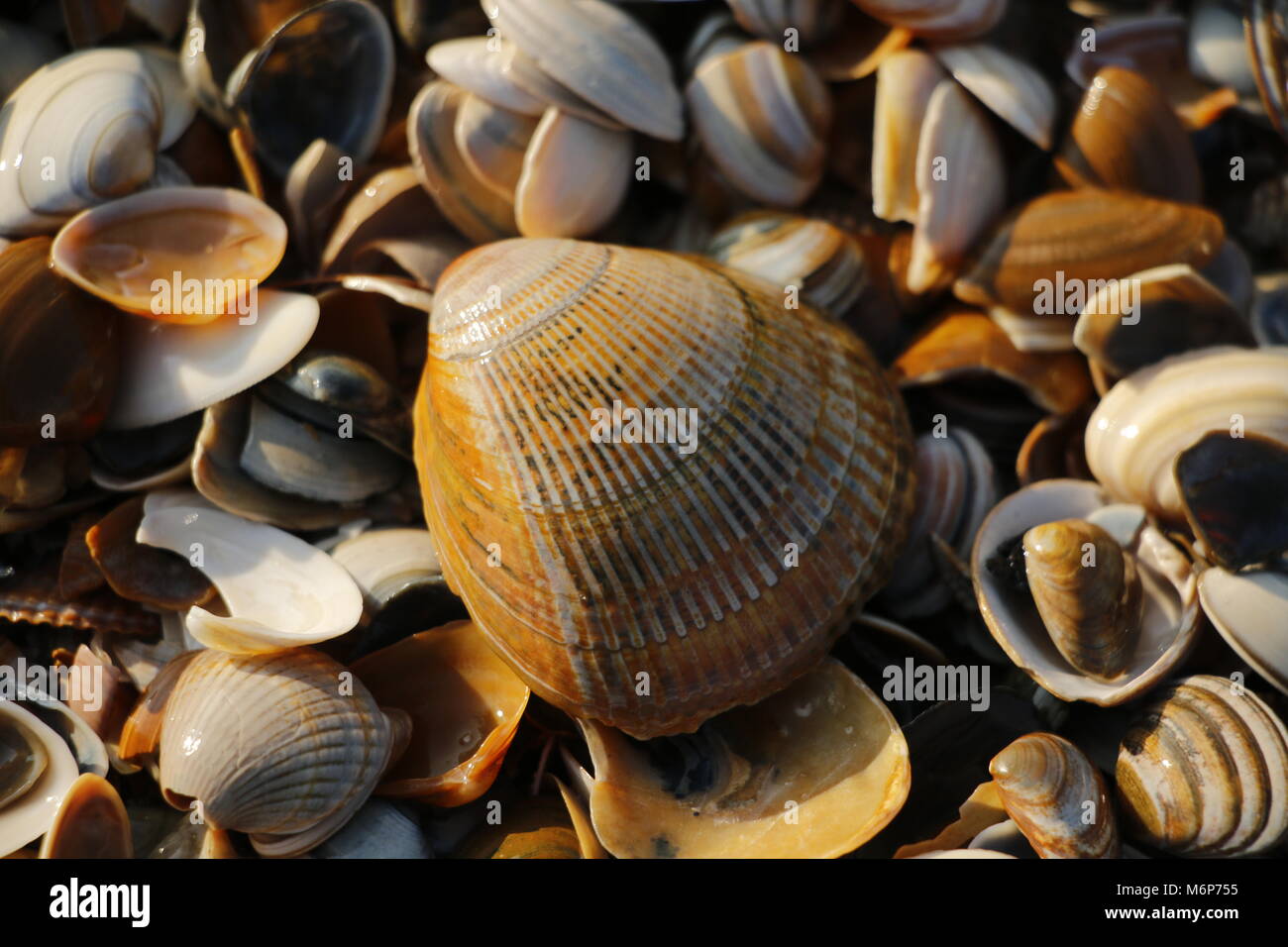 Seashells at the beach Stock Photo - Alamy