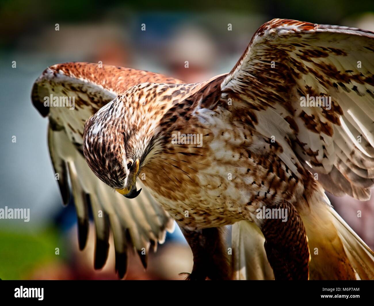 A Portrait of a Ferruginous hawk with it's wings out looking down Stock ...