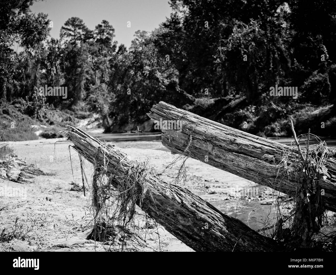 Dead wildlife Black and White Stock Photos & Images - Alamy