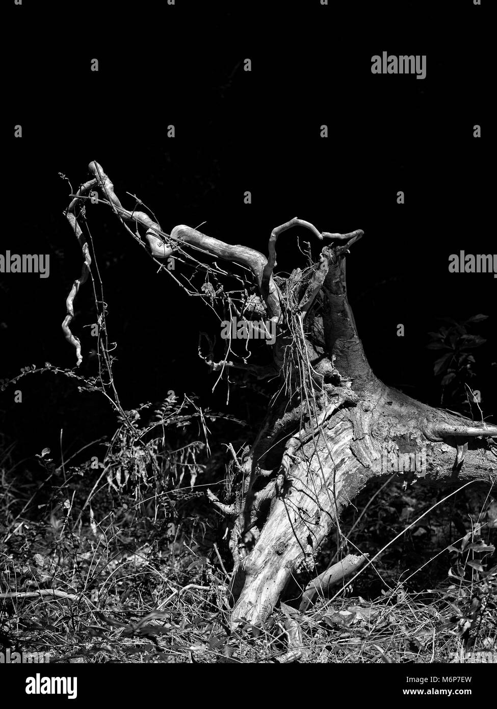 Stem of a fallen tree Black and White Stock Photos & Images - Alamy