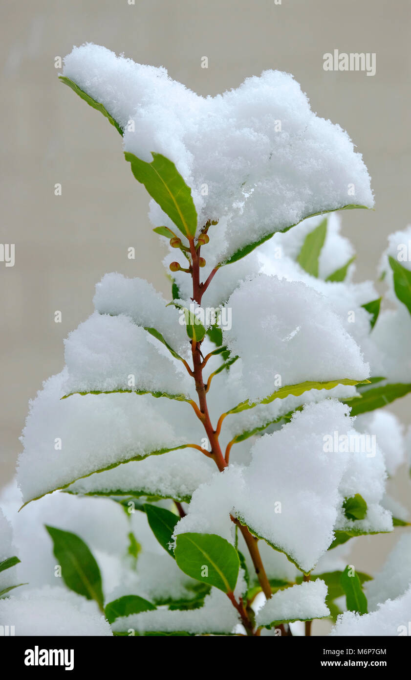 Sweet bays hi-res stock photography and images - Alamy