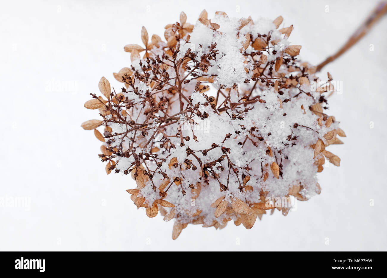 hydrangea plant covered in snow Stock Photo - Alamy