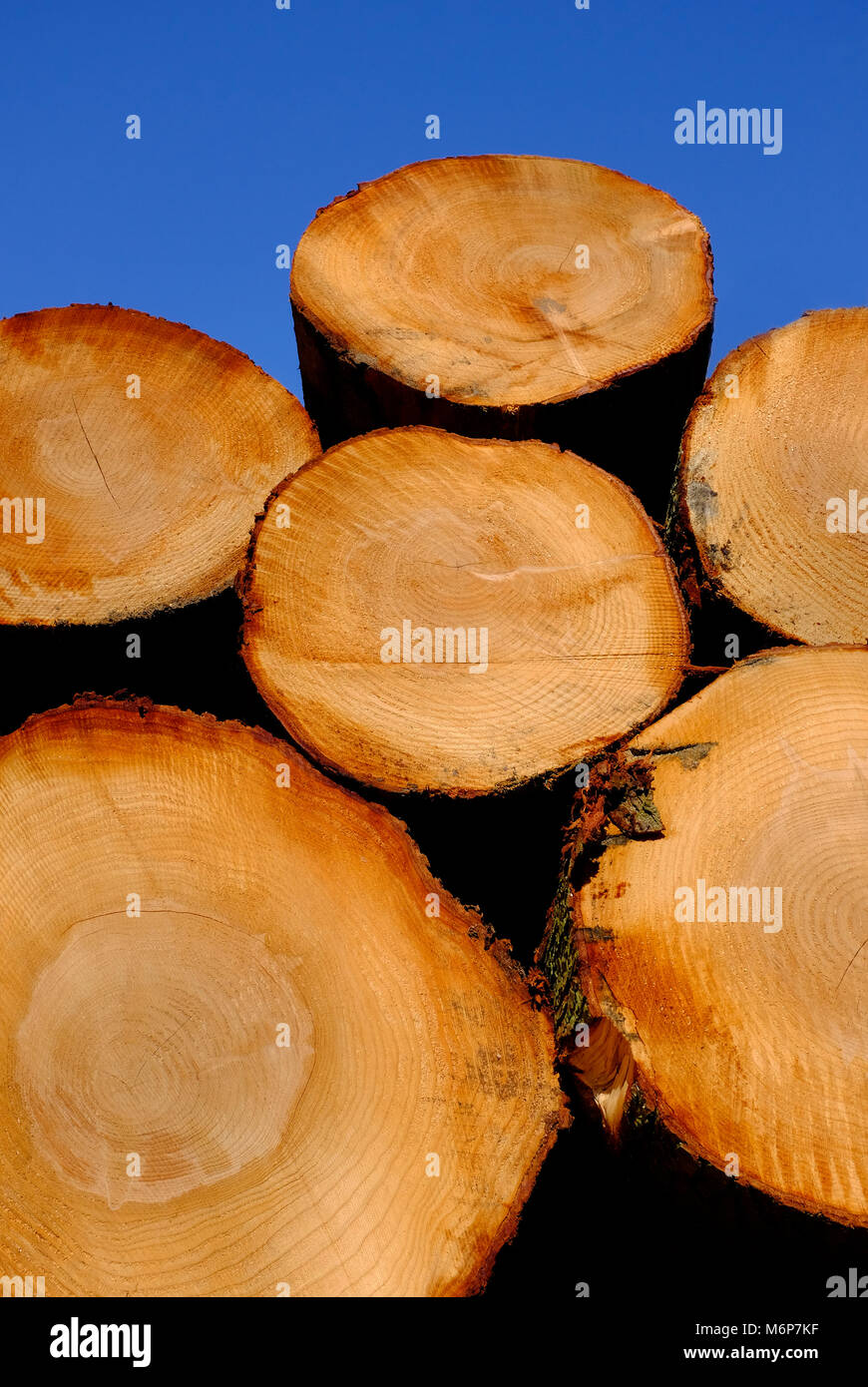stack of felled tree trunks with blue sky background, norfolk, england ...