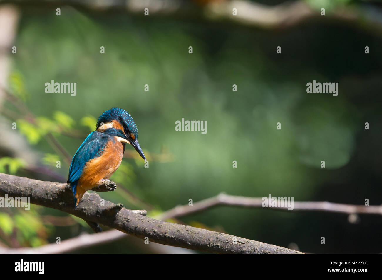Woodland kingfishers hi-res stock photography and images - Alamy