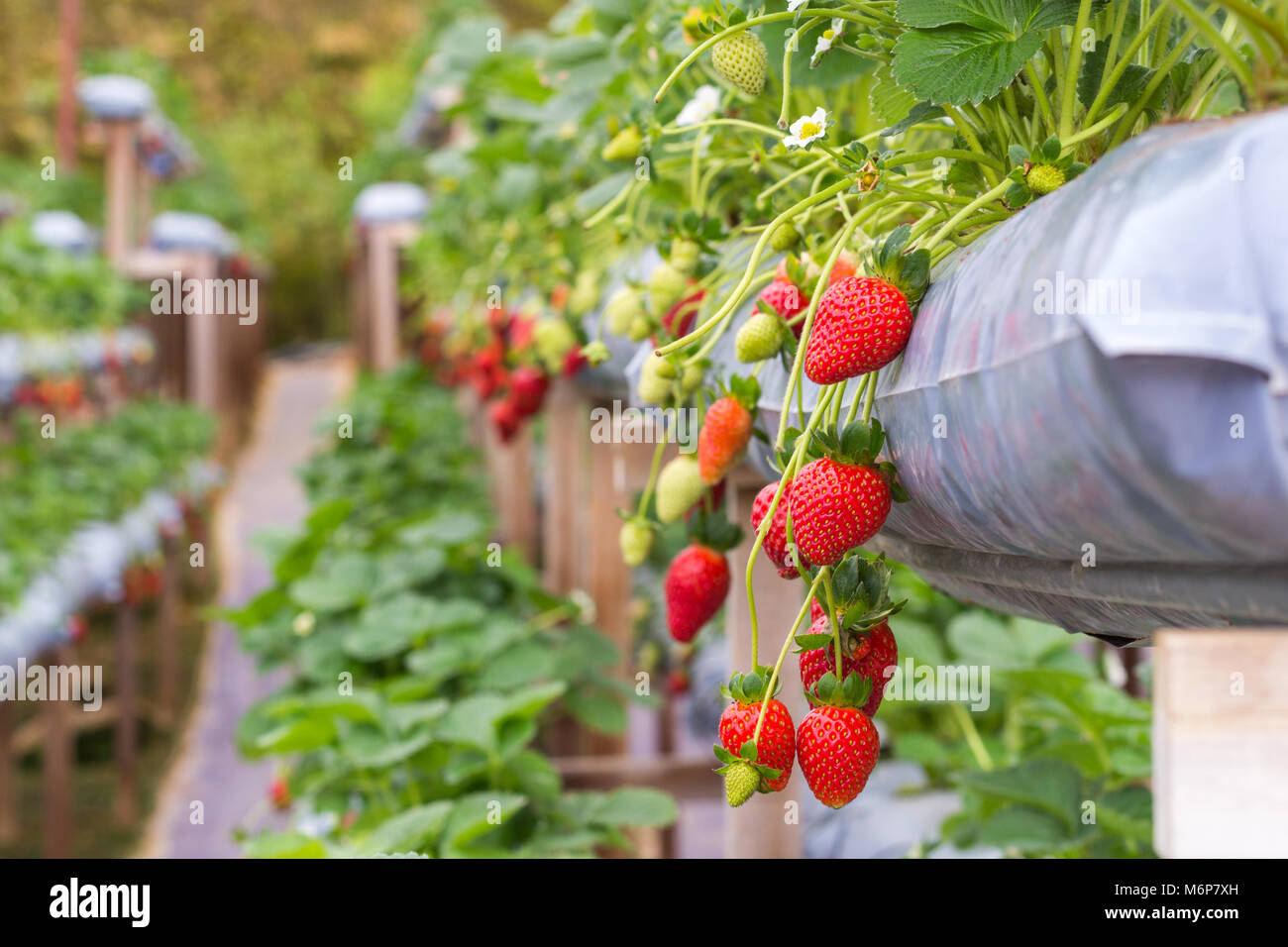 A strawberry farm Stock Photo - Alamy