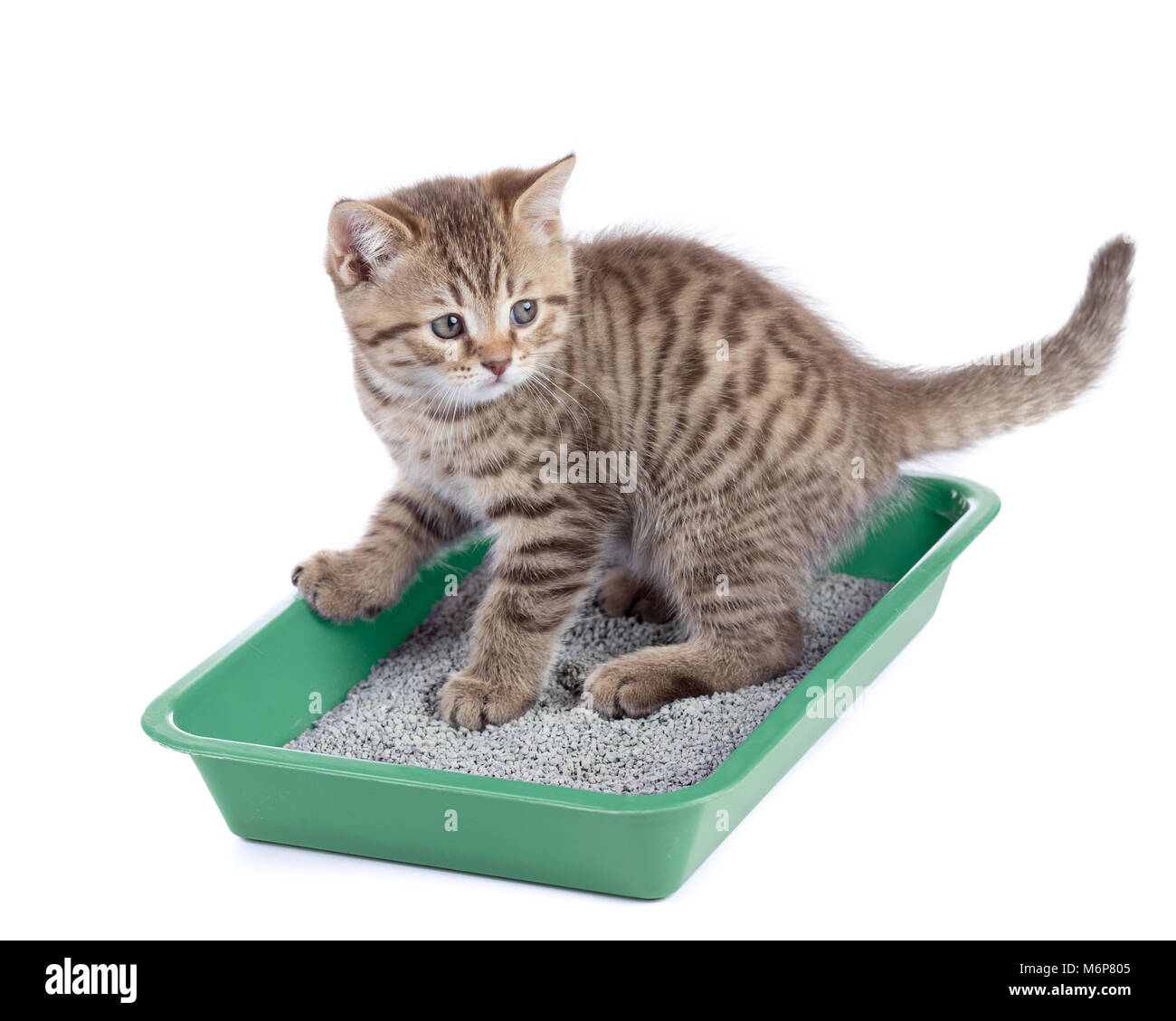 Cat sitting in green litter box isolated Stock Photo - Alamy