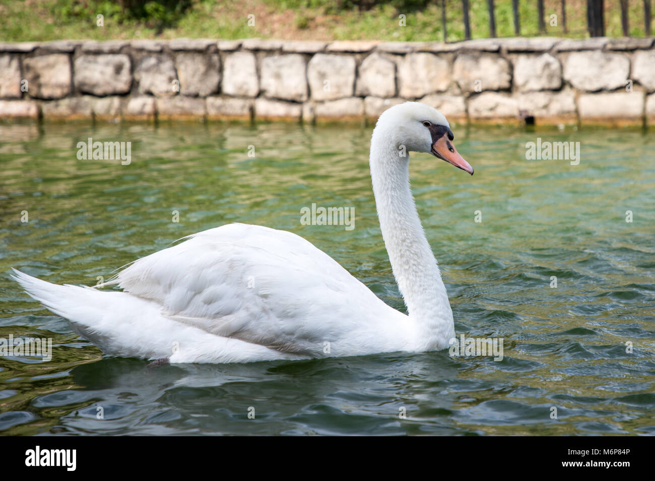 A white swan floating in a pond Stock Photo - Alamy