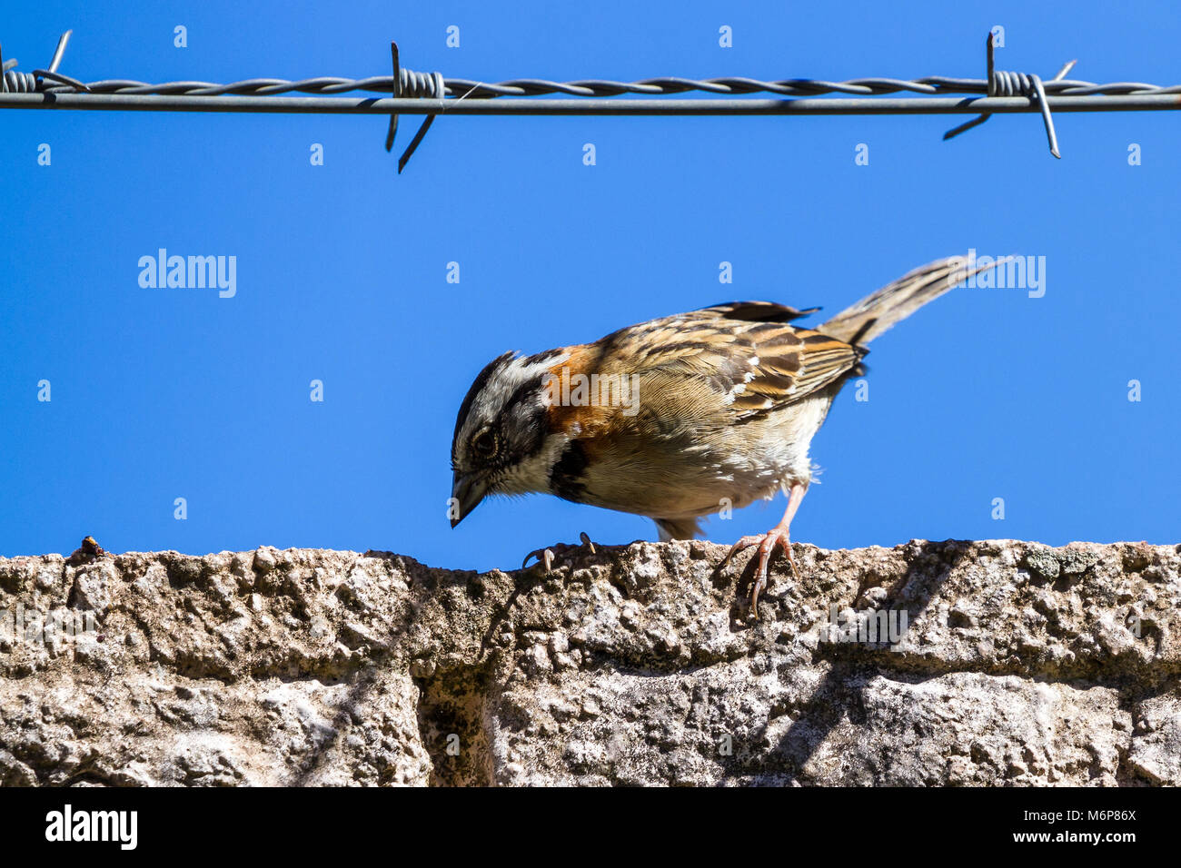 urban stripe headed sparrow perched on a wall with barbed wire ...