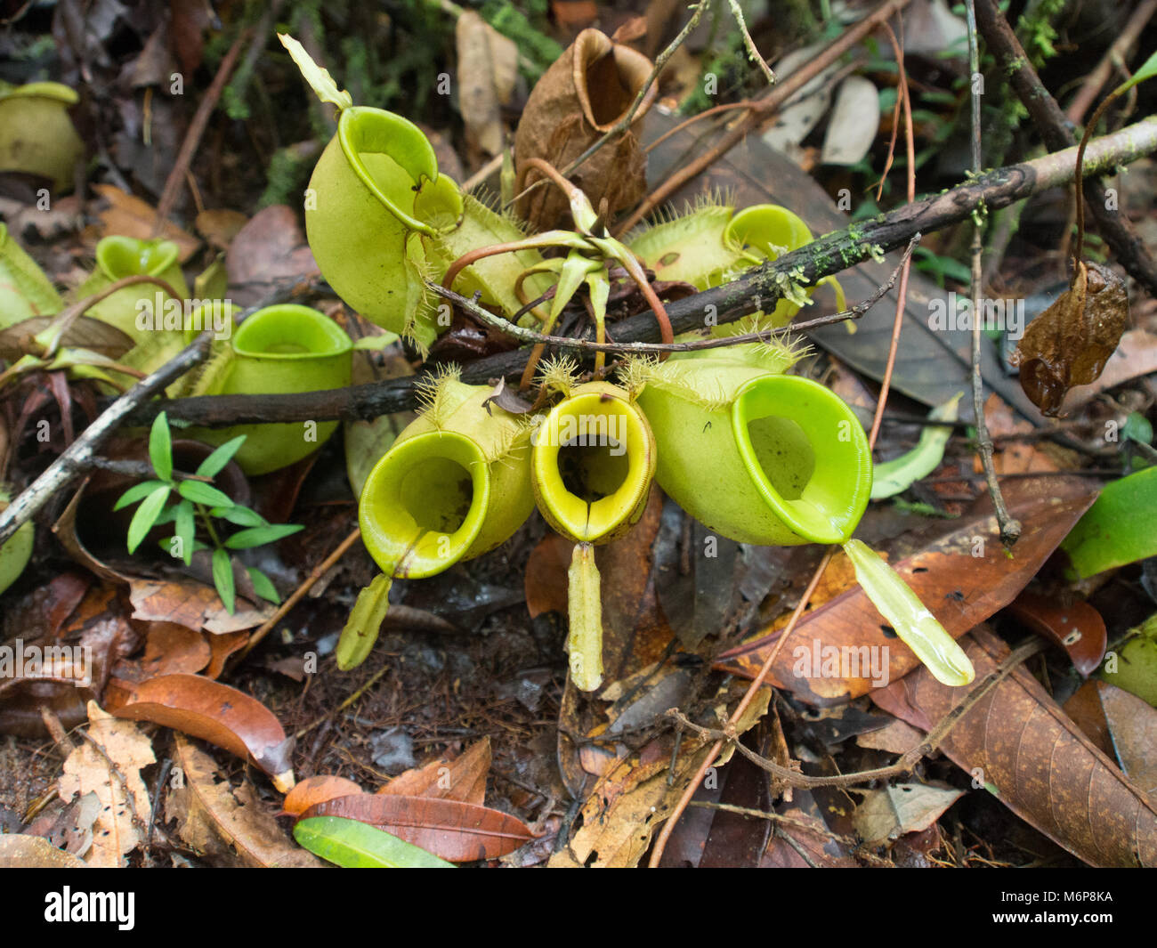 Strange green fungus hi-res stock photography and images - Alamy