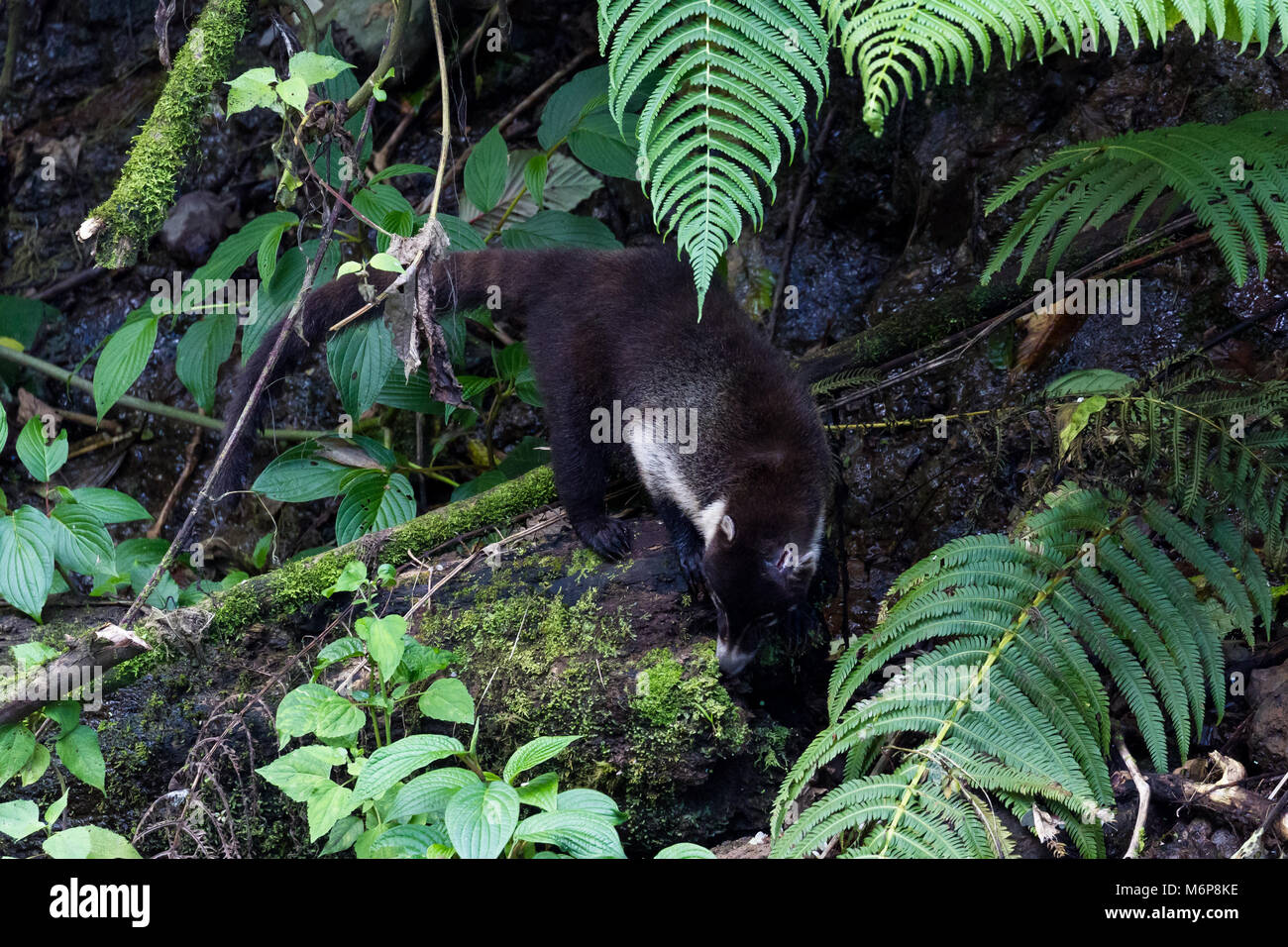 white nosed coati with a wound in his head near La Paz waterfall in ...