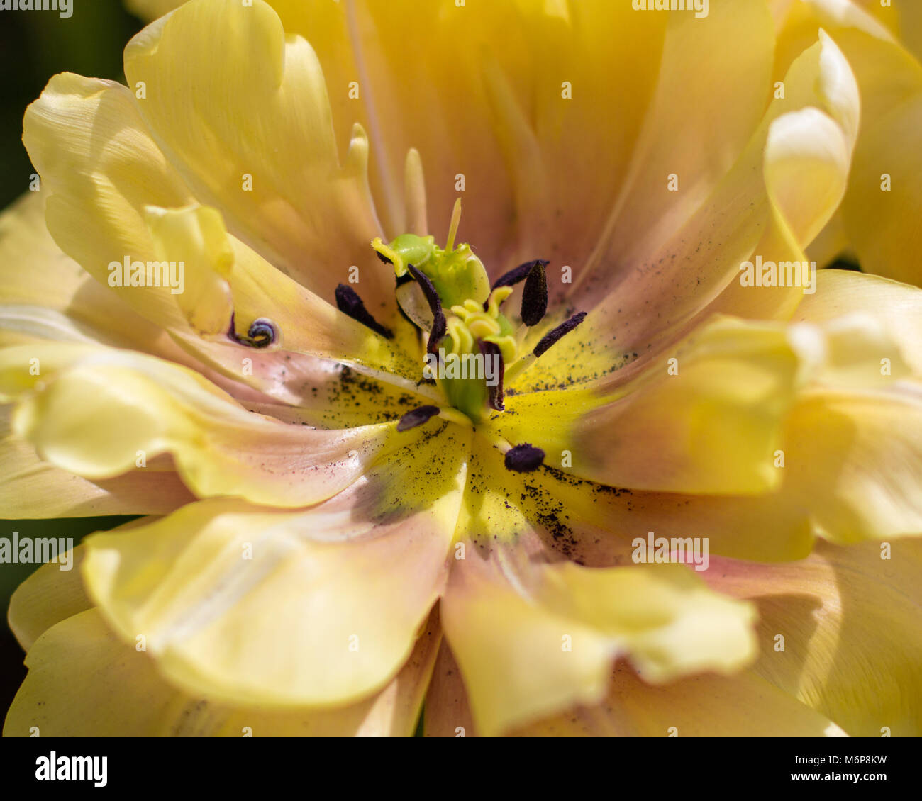 A yellow lily Stock Photo - Alamy
