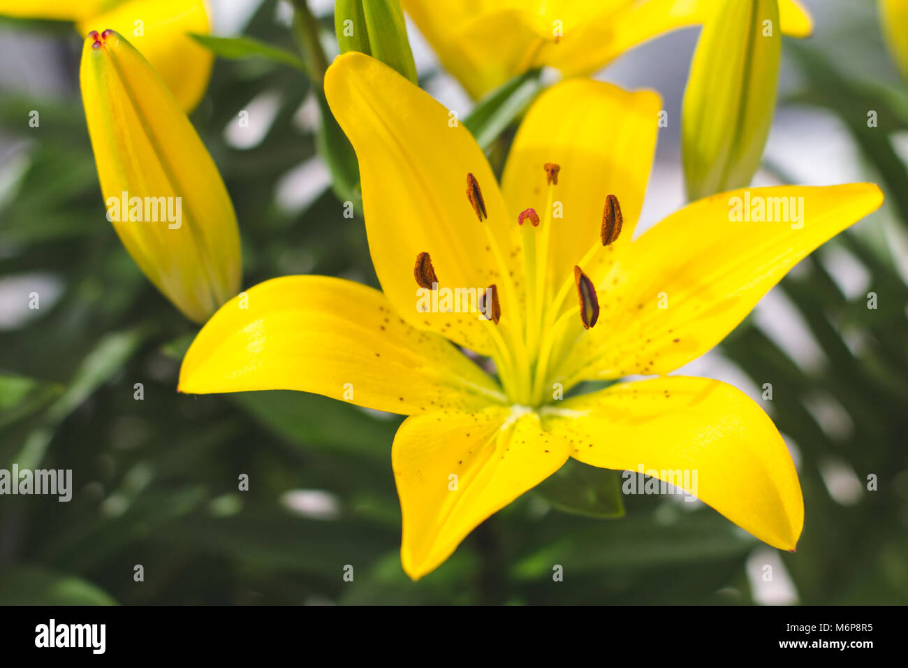 A yellow lily flower Stock Photo - Alamy