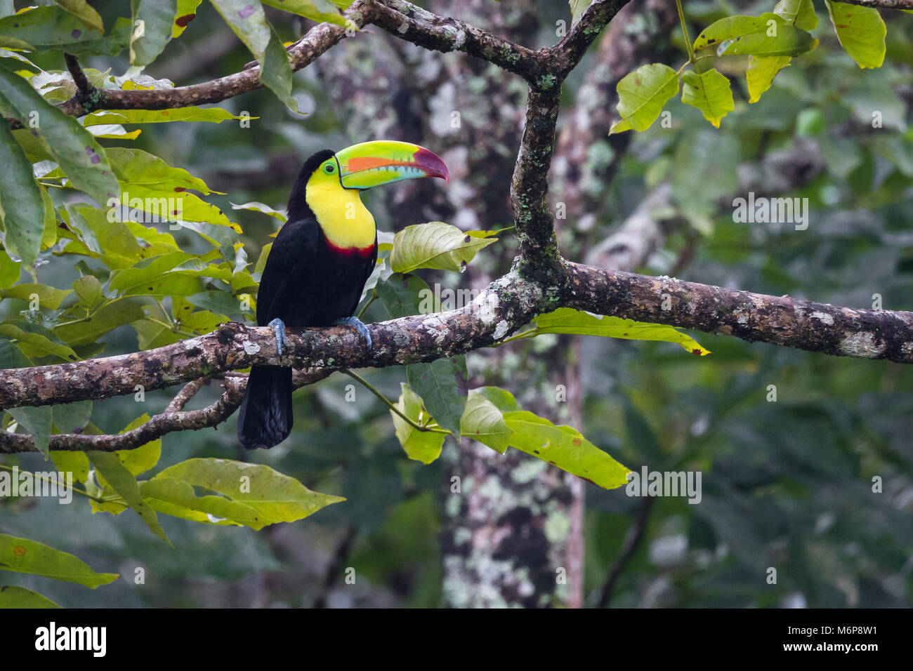 keel billed toucan perched on a tree branch in the rainforest of Costa ...