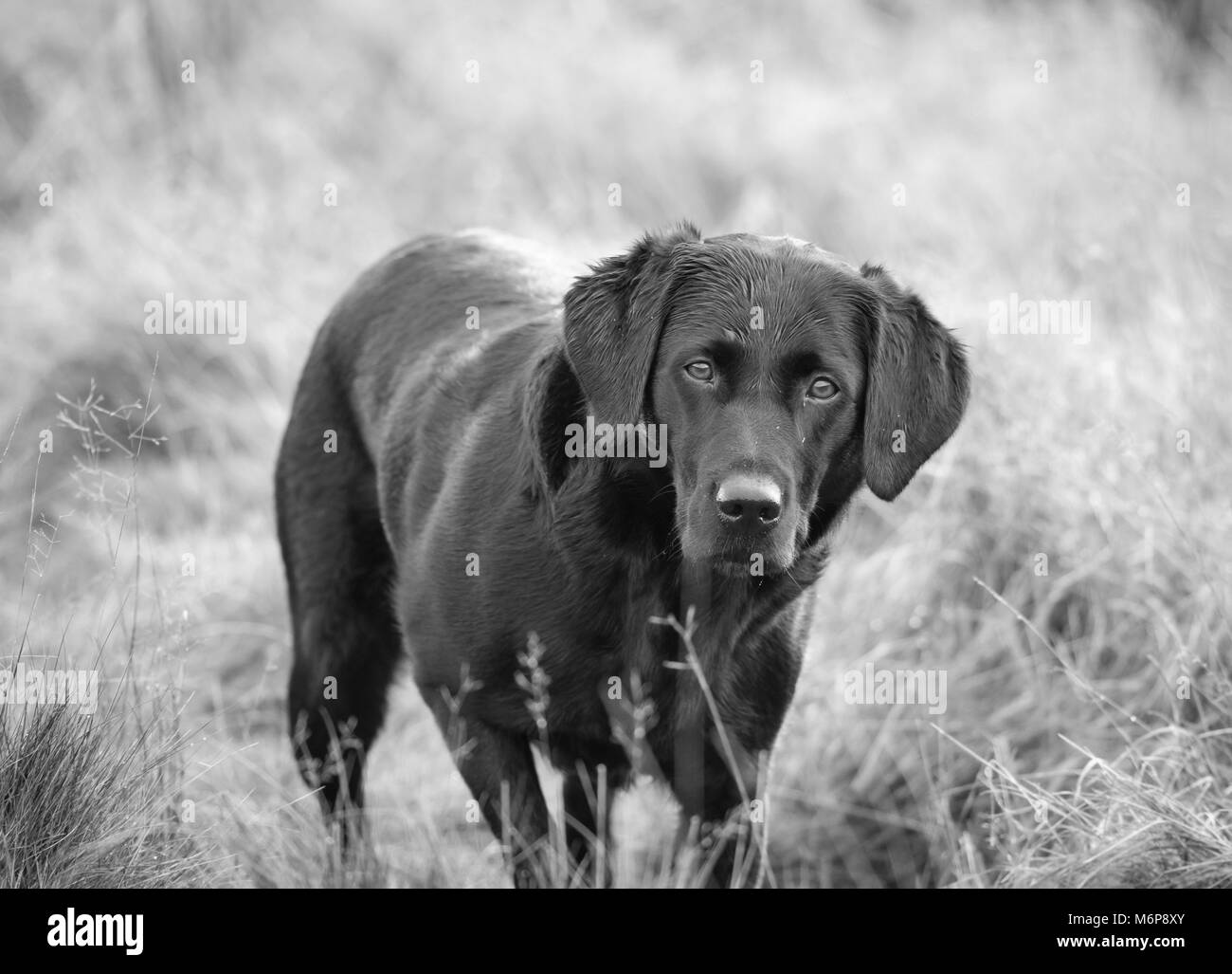 Labrador Gun Dog High Resolution Stock Photography and Images - Alamy