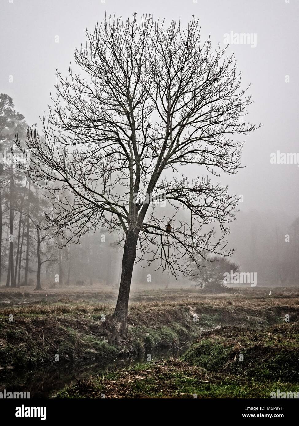 Dark park hark hi-res stock photography and images - Alamy