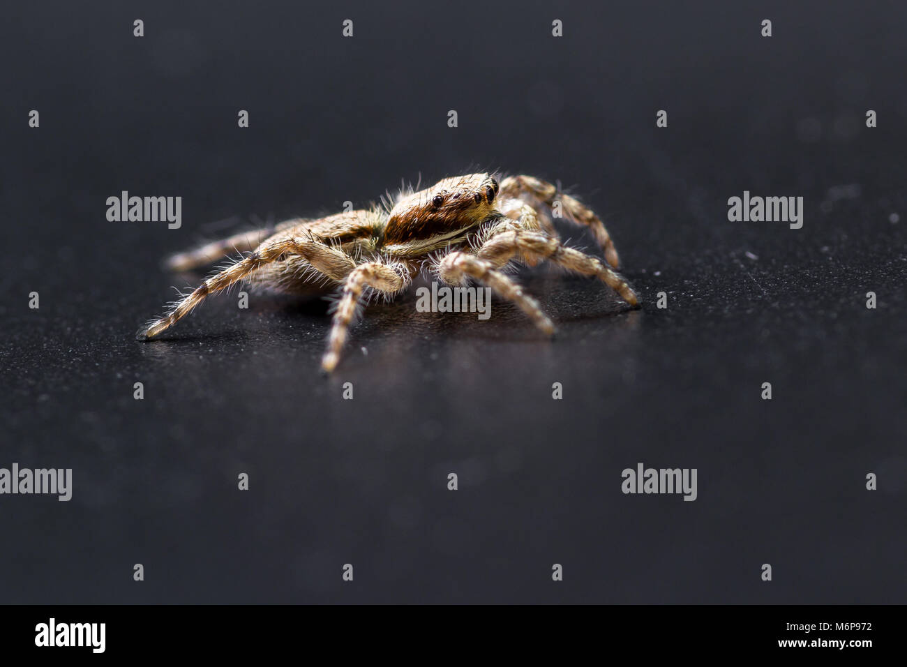 close up of a tiny little jumping spider on a dark background Stock ...