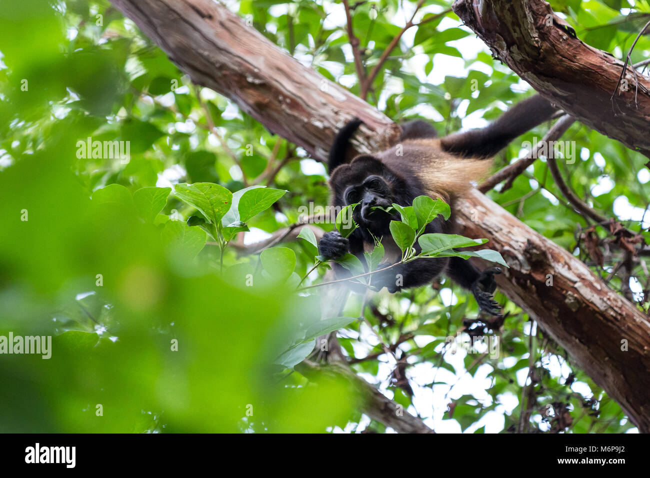Black mantled howler monkey hi-res stock photography and images - Alamy