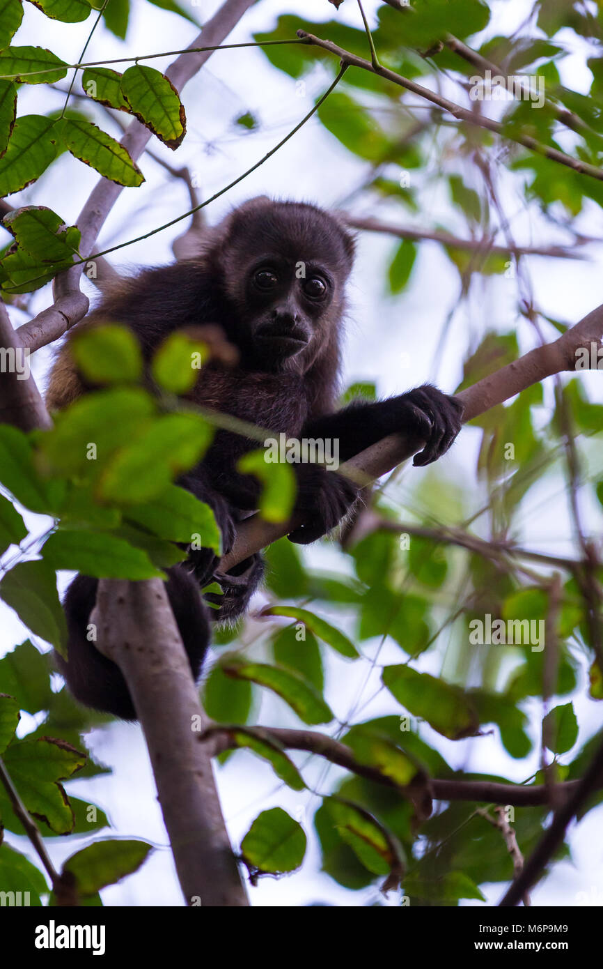 close up of a howler monkey up on tree in the dry forest of Tola ...