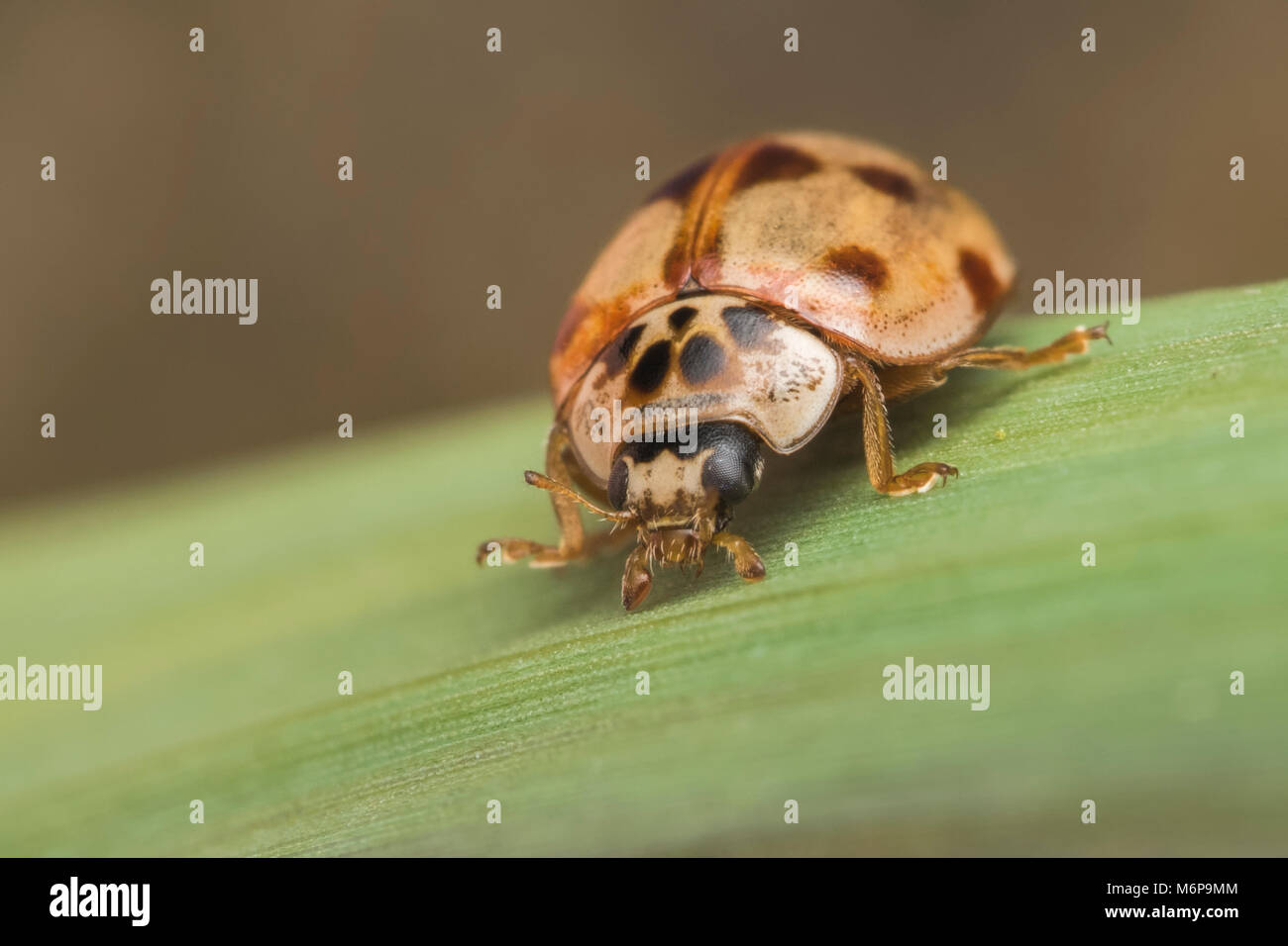 10-spot Ladybird (Adalia decempunctata) resting on blade of grass ...